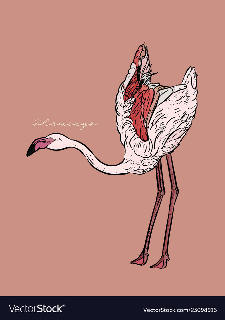 Flamingo Royalty Free Vector Image - VectorStock