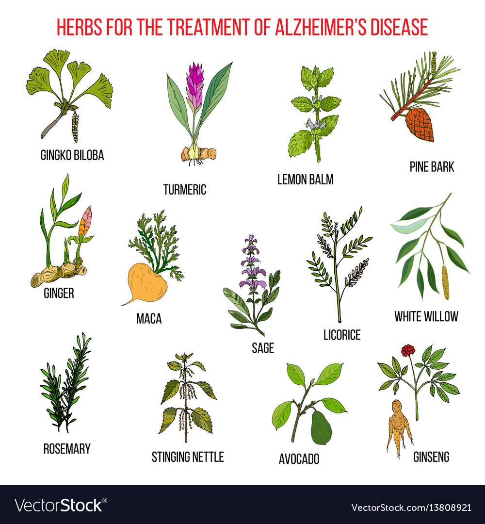 Collection of herbs for alzheimer disease Vector Image Collection of herbs for alzheimer disease Vector Image