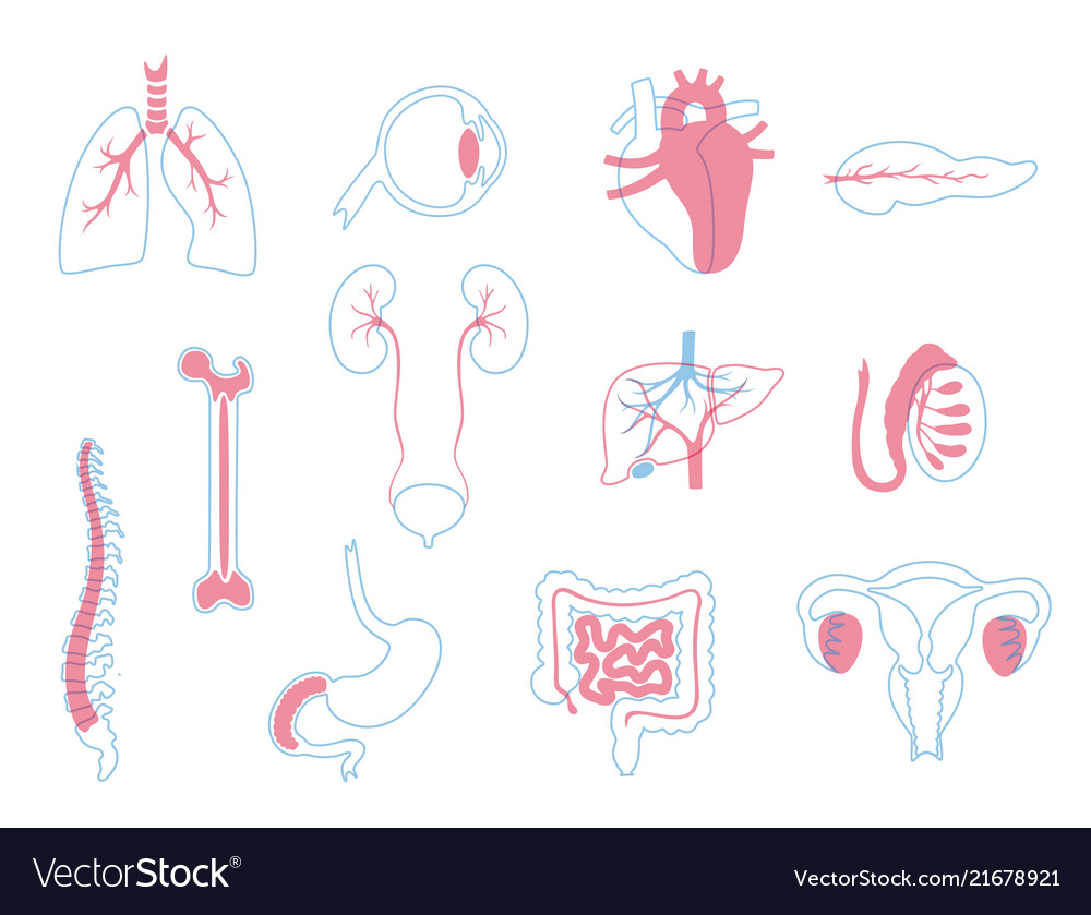 Donor organs Royalty Free Vector Image - VectorStock