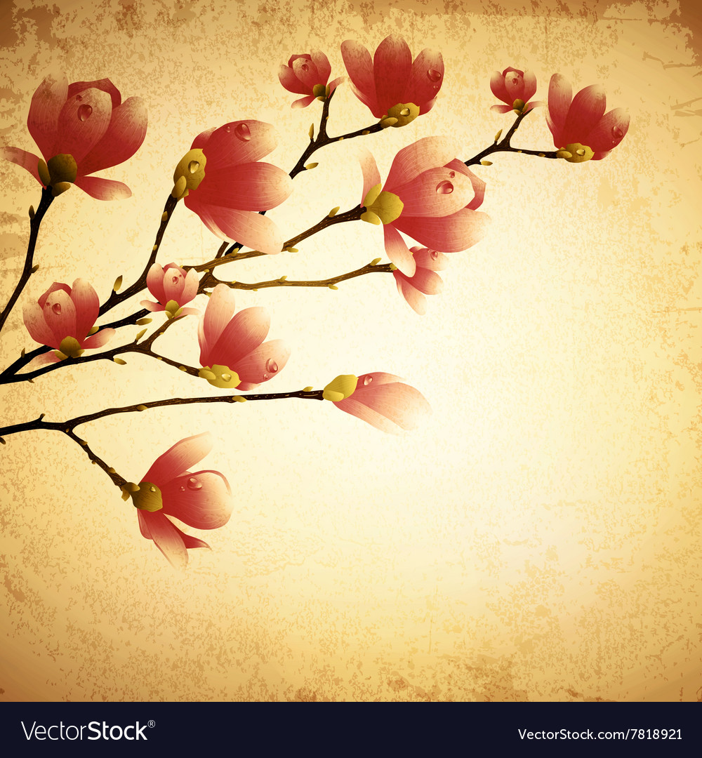 Magnolia Royalty Free Vector Image - VectorStock