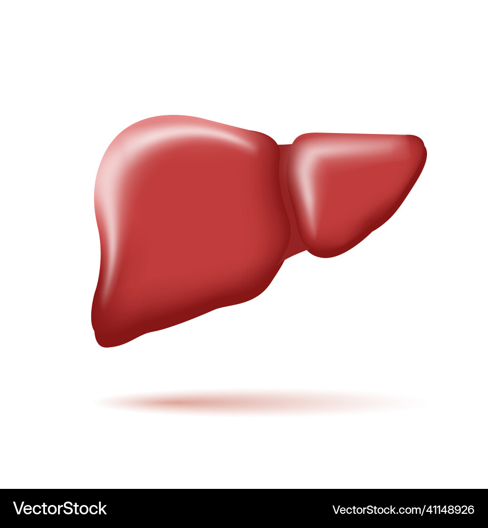 3d of human liver stylized graphic Royalty Free Vector Image