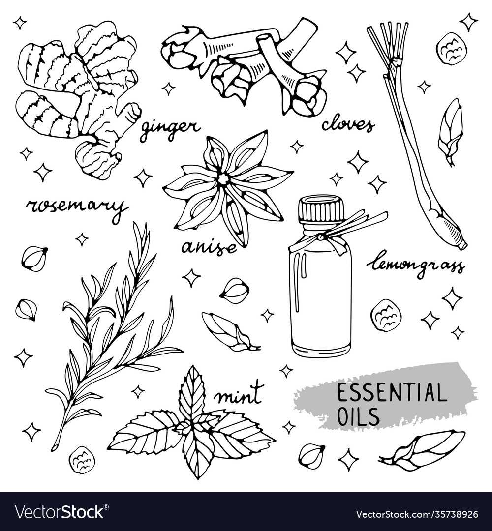Essential oils elements hand drawn composition Vector Image