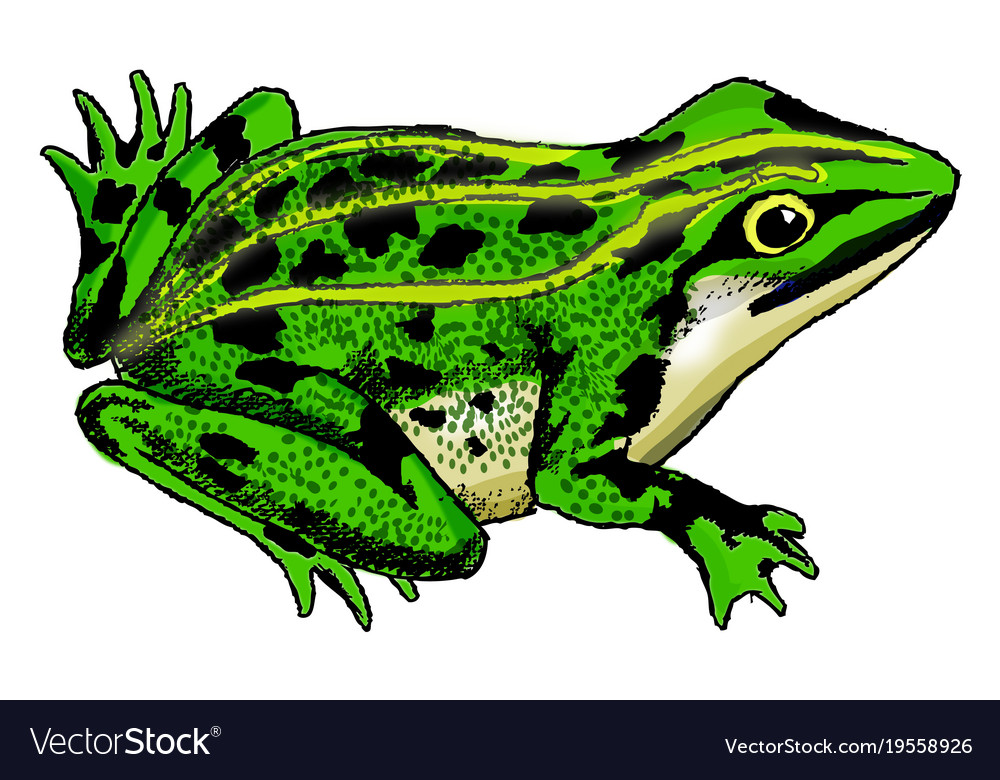Frog Royalty Free Vector Image - VectorStock