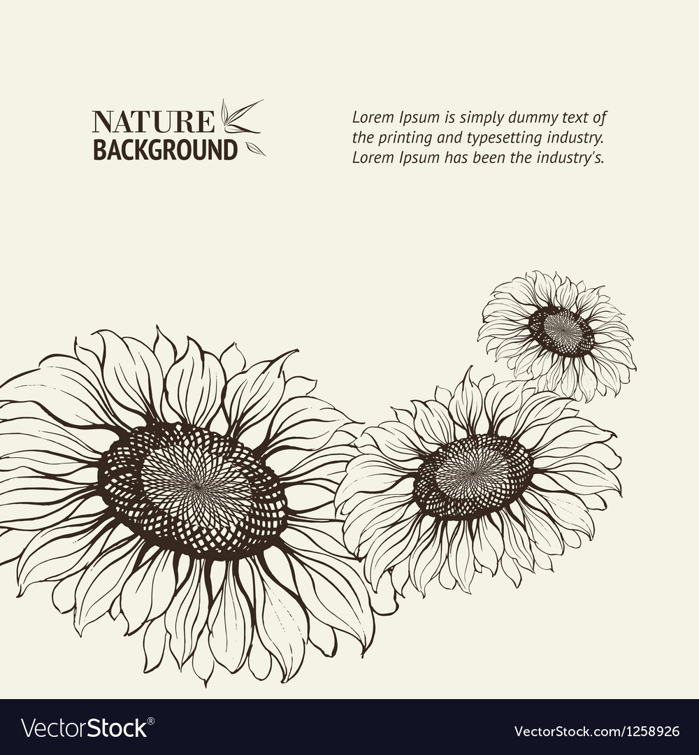 Sunflower Royalty Free Vector Image - VectorStock