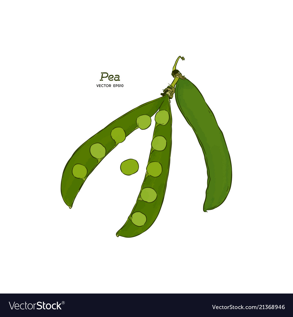 Pea pods Royalty Free Vector Image - VectorStock