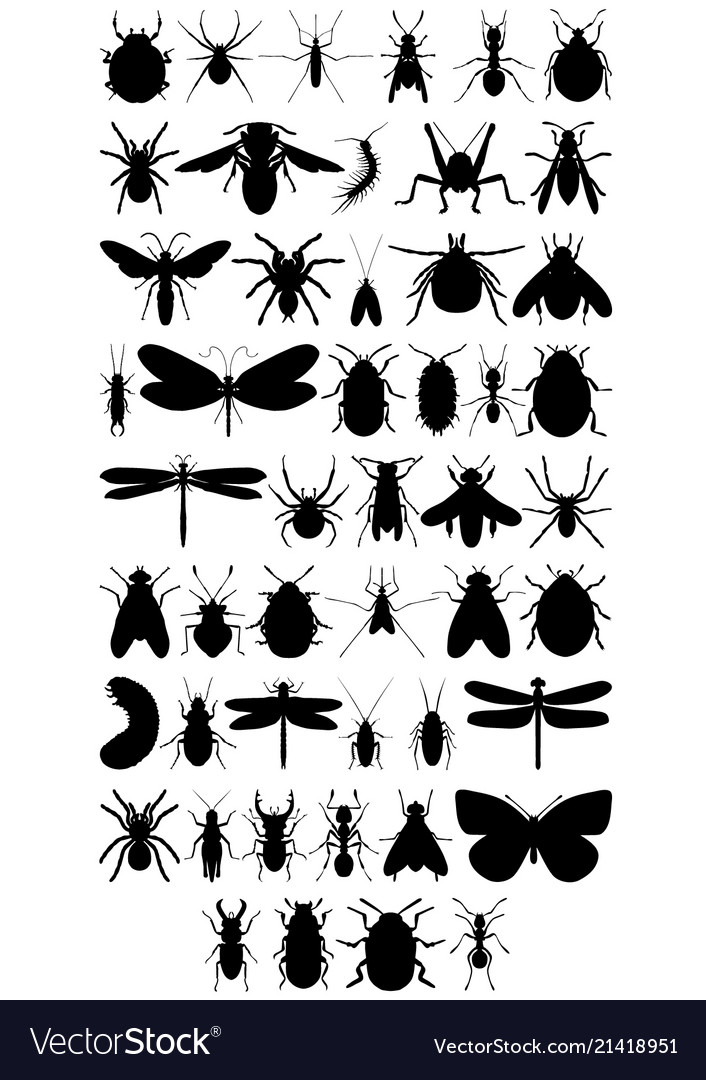Bugs Royalty Free Vector Image - VectorStock