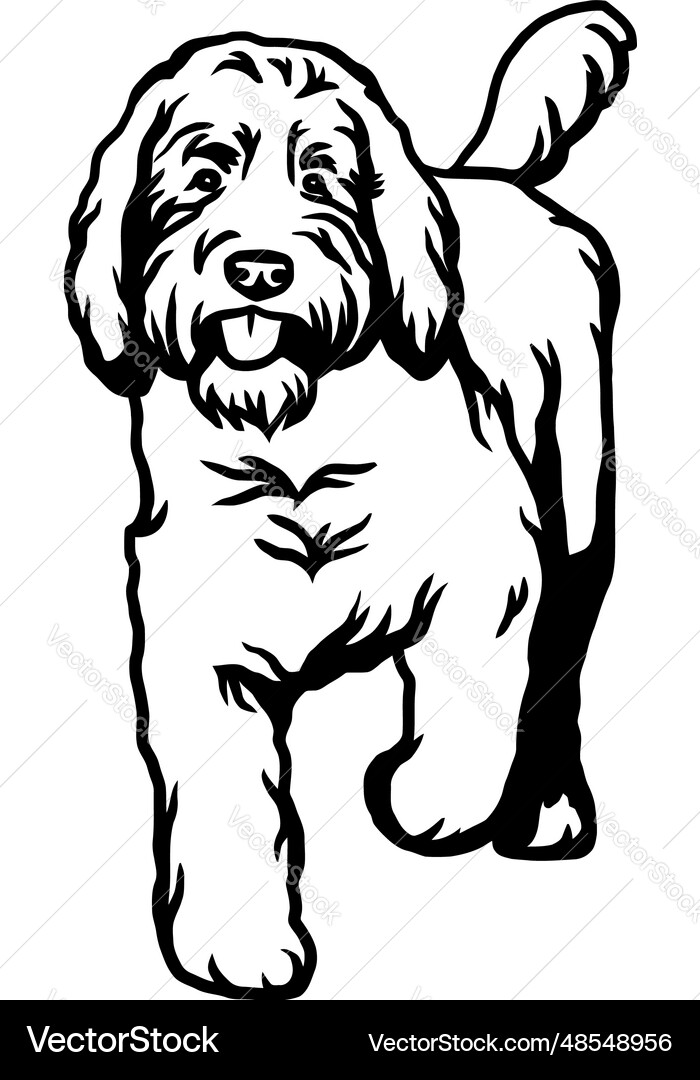 Goldendoodle - dog breed funny file Royalty Free Vector