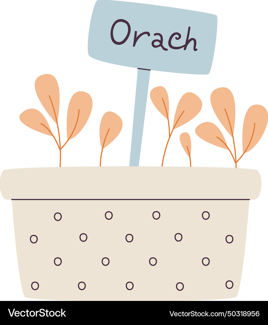 Orach microgreen in pot Royalty Free Vector Image