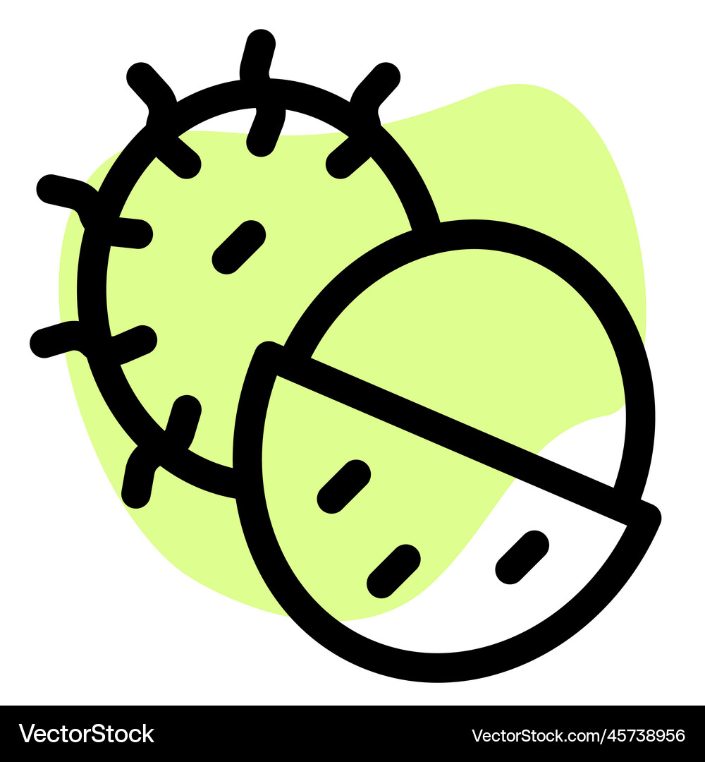 Rambutan juicy tropical fruit with bumpy skin Vector Image