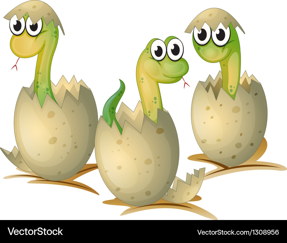 Three newly cracked eggs of a snake Royalty Free Vector