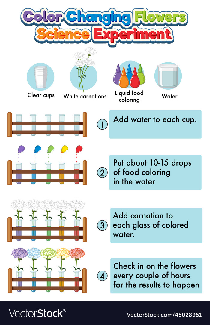 Color changing flowers science experiment Vector Image