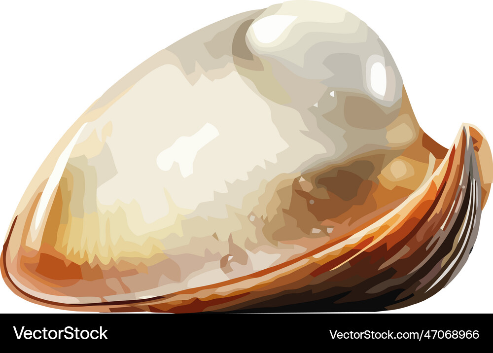 Sea Mollusks