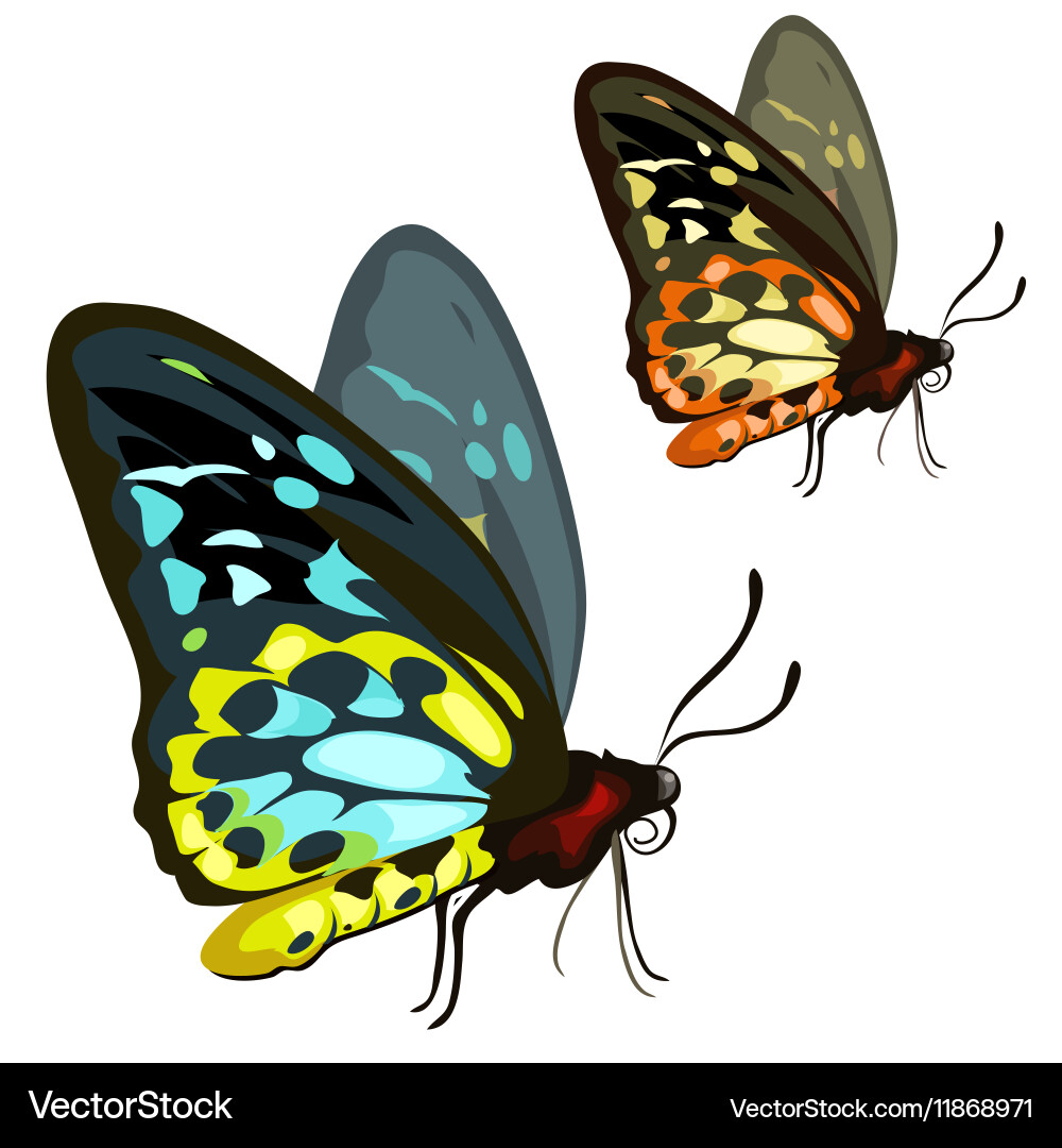 Beautiful colored tropical butterfly insect Vector Image
