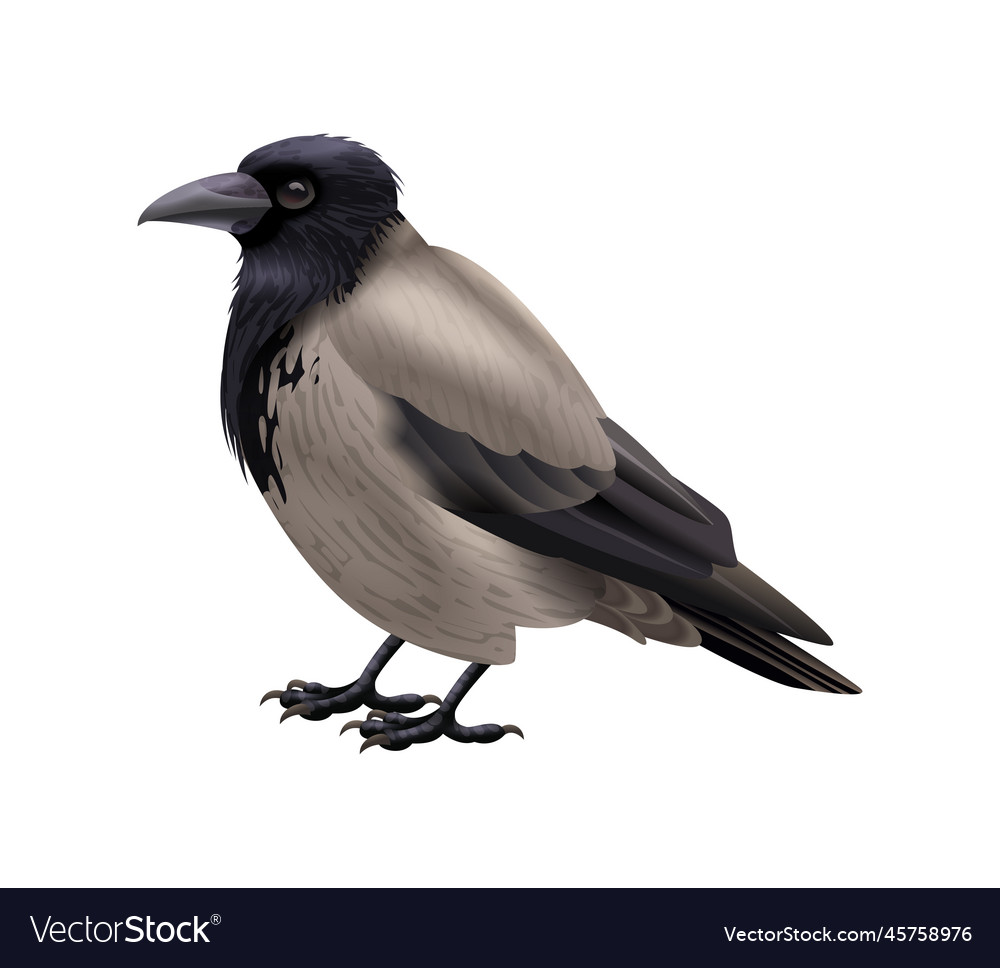 Grey crow bird composition Royalty Free Vector Image