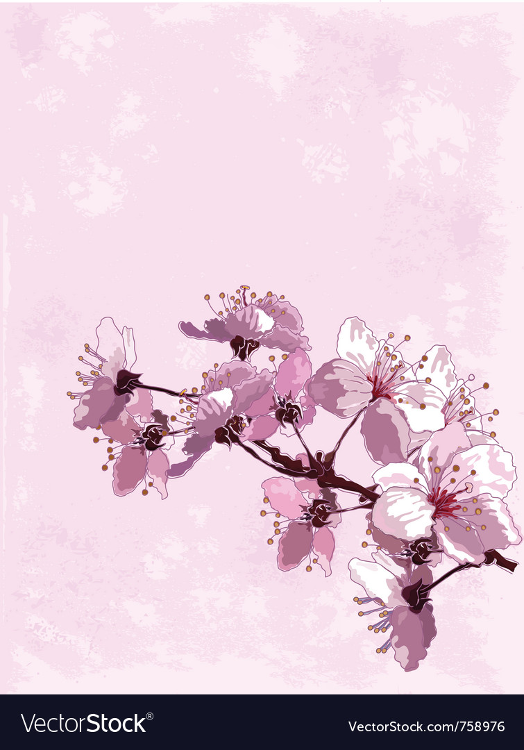 Spring cherry blossom Royalty Free Vector Image