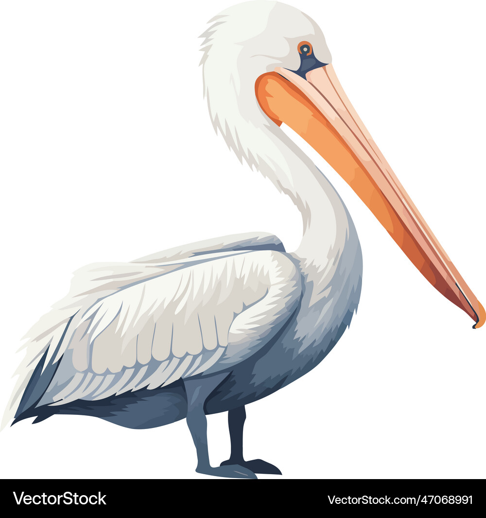 Pelican flying over tropical blue waters isolated Vector Image