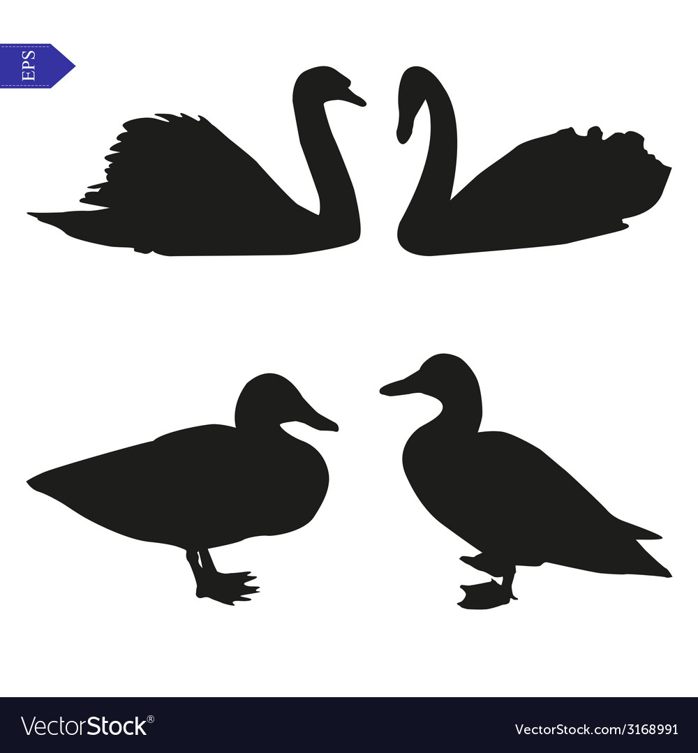 Set of silhouettes birds Royalty Free Vector Image