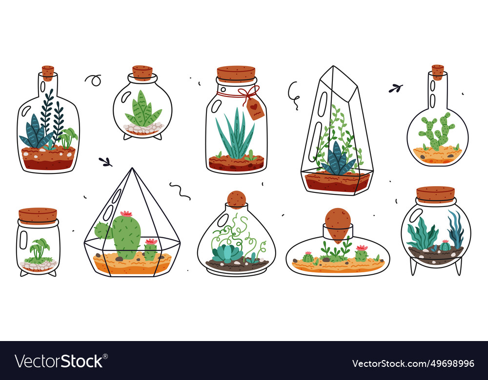 Home florarium with plant in glass transparent Vector Image