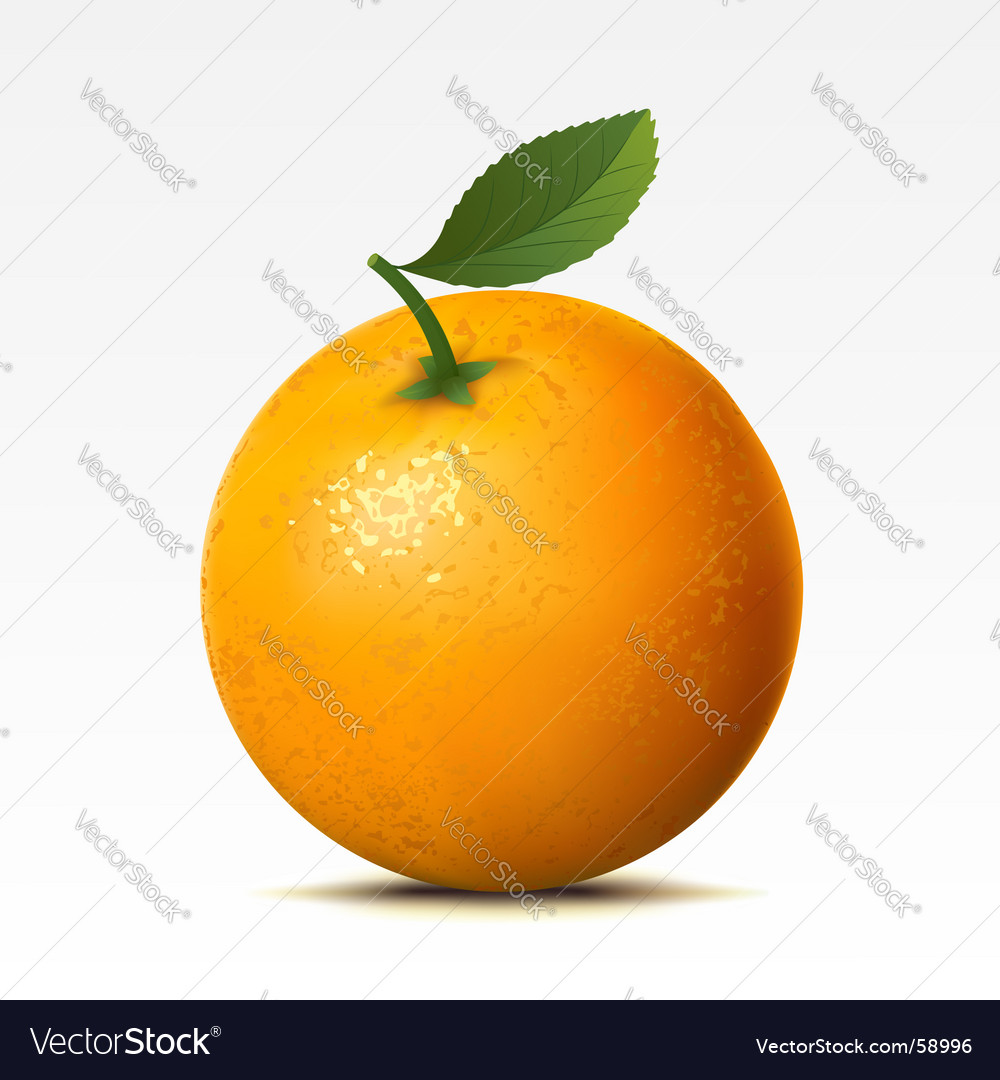 Orange Royalty Free Vector Image - VectorStock