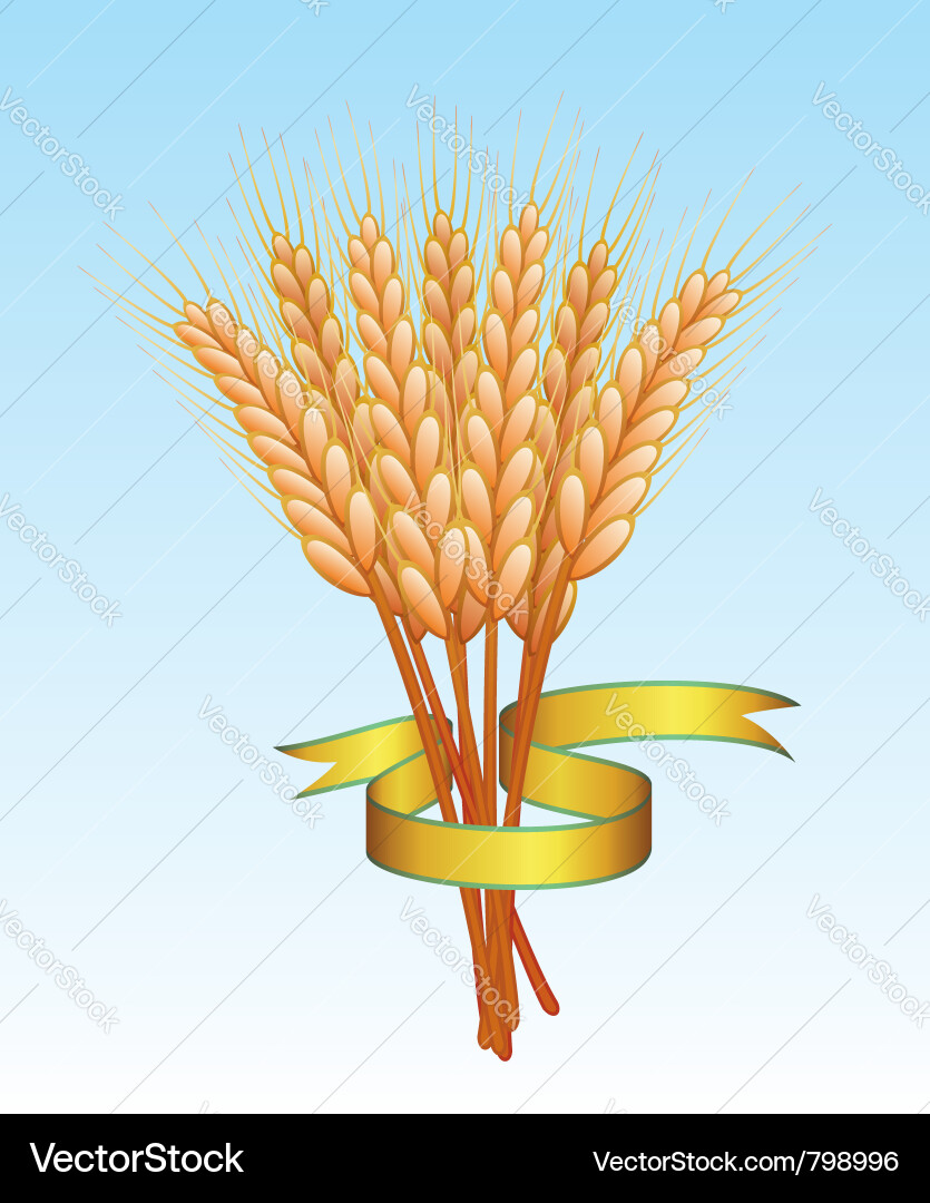 Wheat ears and golden ribbon Royalty Free Vector Image