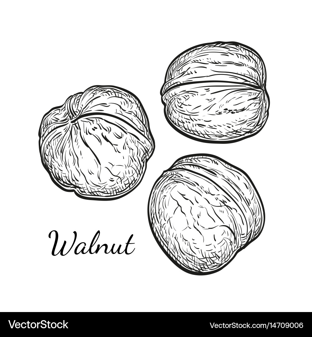 Ink sketch of walnuts Royalty Free Vector Image