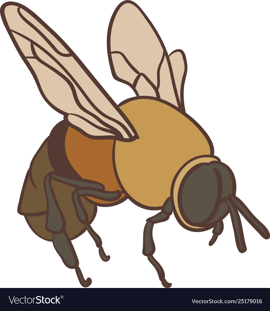 Bee eps Royalty Free Vector Image - VectorStock