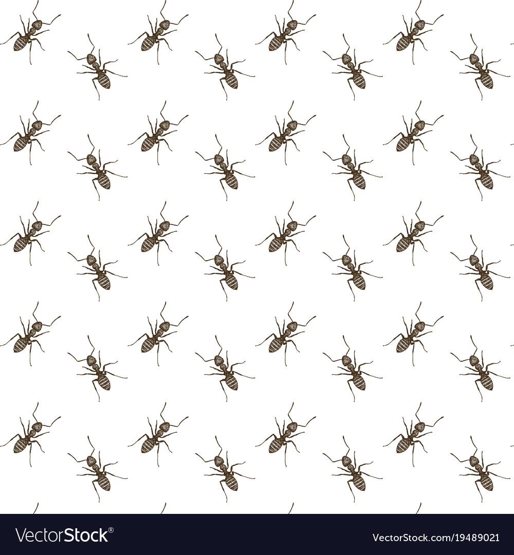 Hand drawn ants seamless pattern Royalty Free Vector Image
