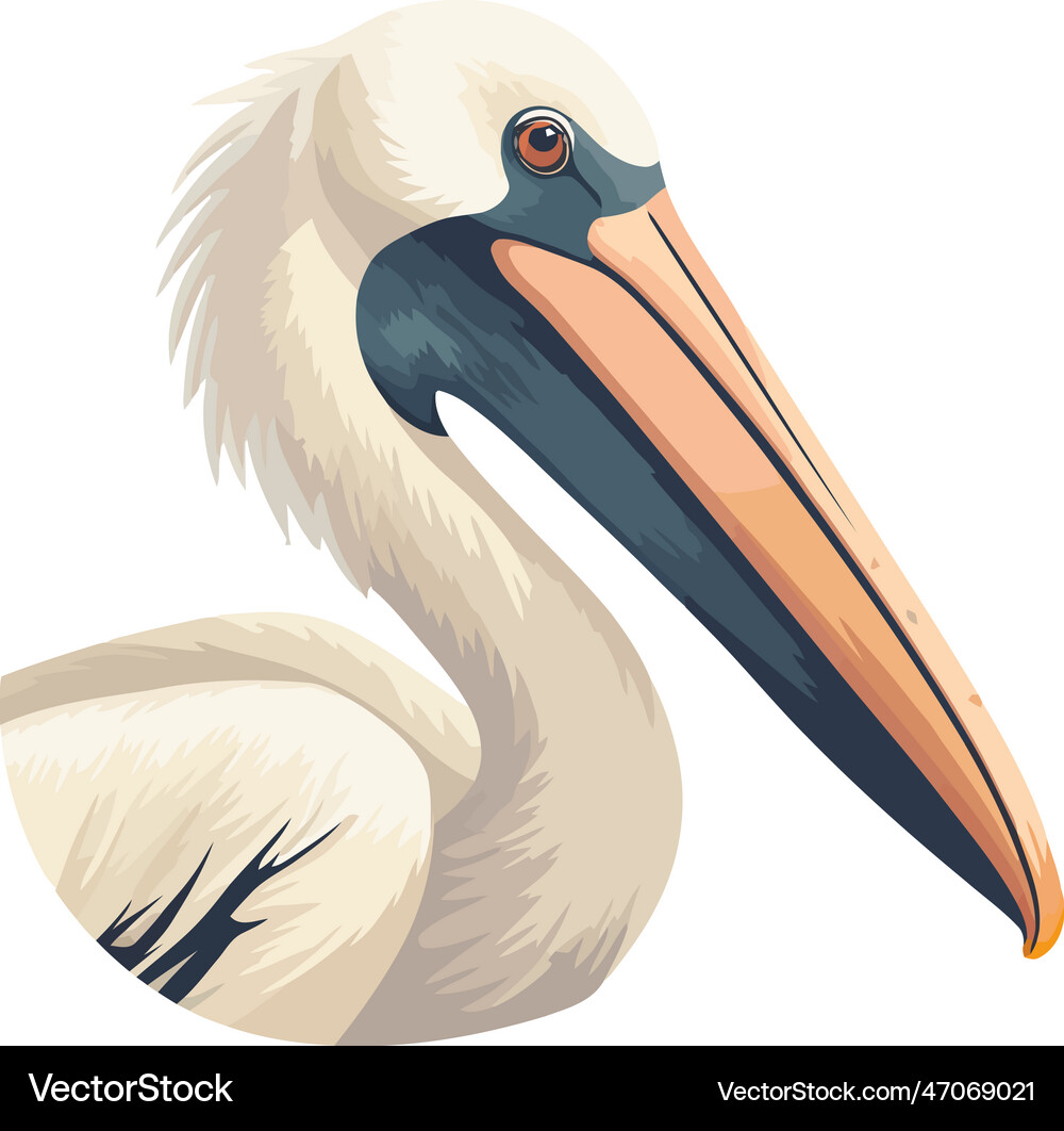 Pelican flying over water beak and feather grace Vector Image