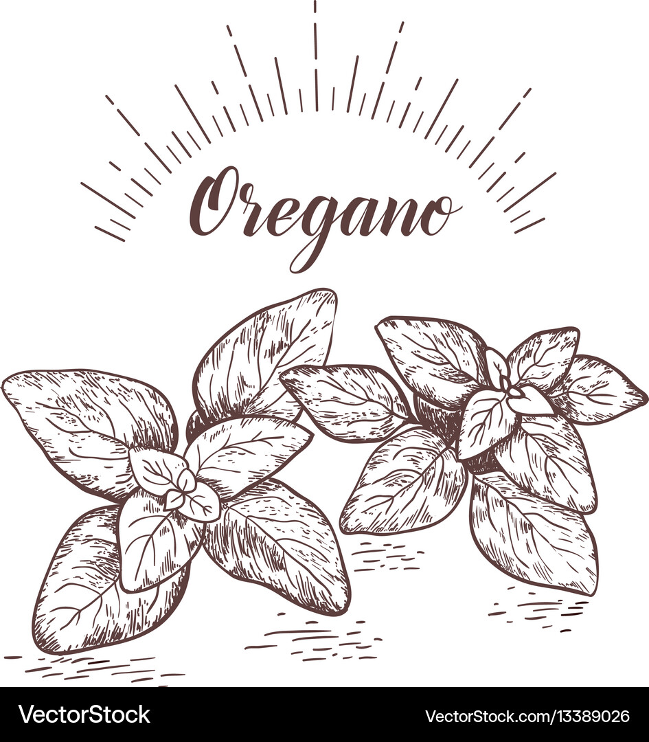 Oregano herb and spice label engraving Royalty Free Vector