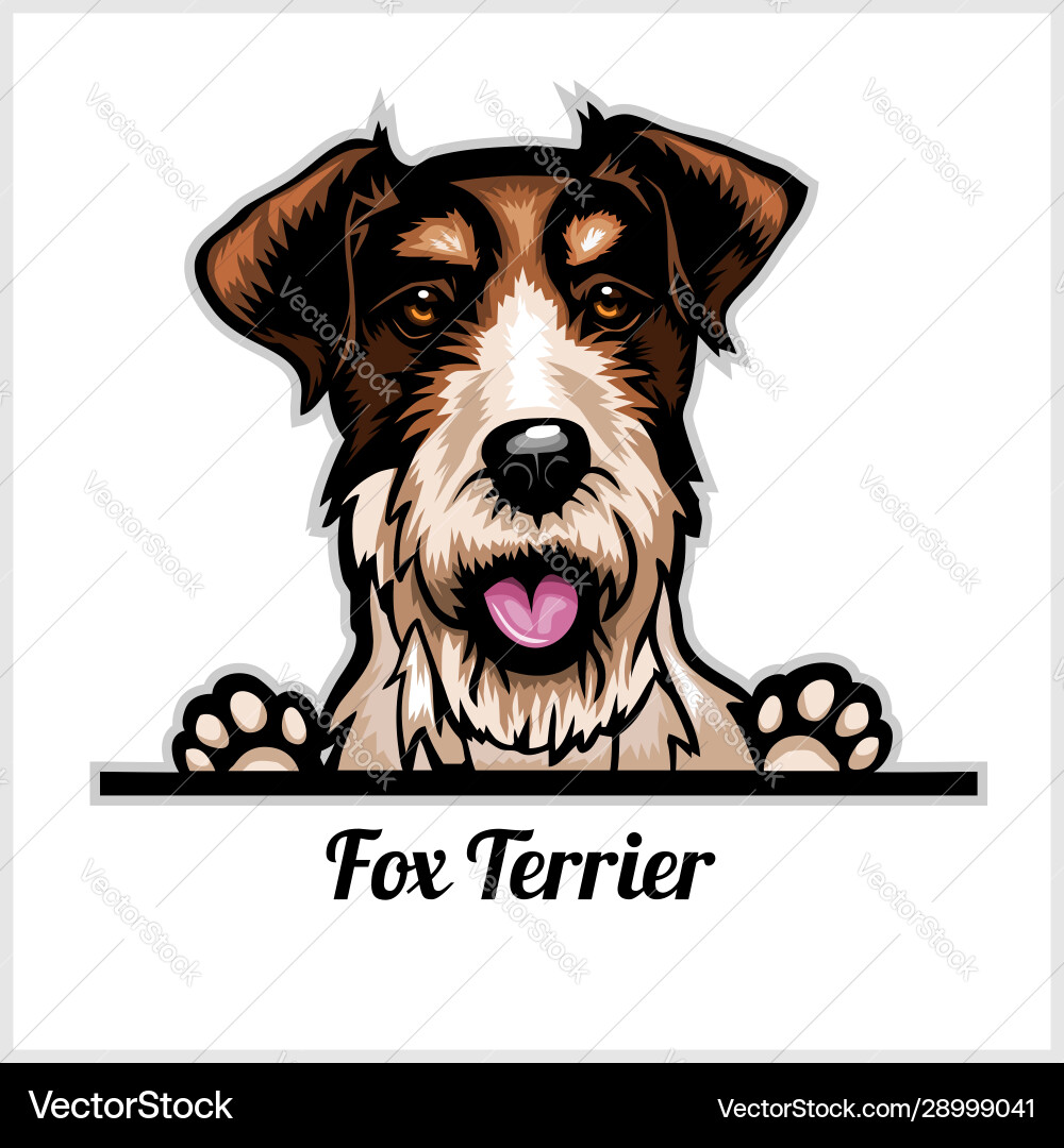 Color dog head fox terrier breed on white Vector Image