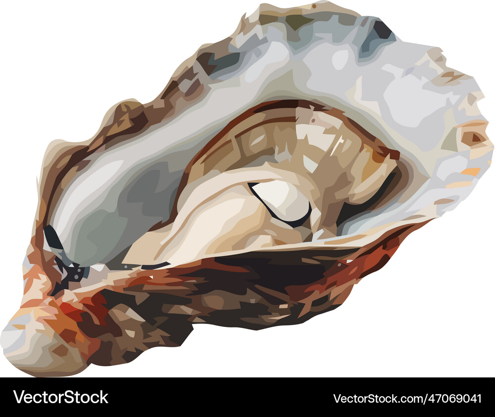 Fresh oyster Royalty Free Vector Image - VectorStock