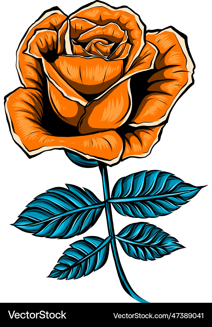 Rose flower with green leaves Royalty Free Vector Image