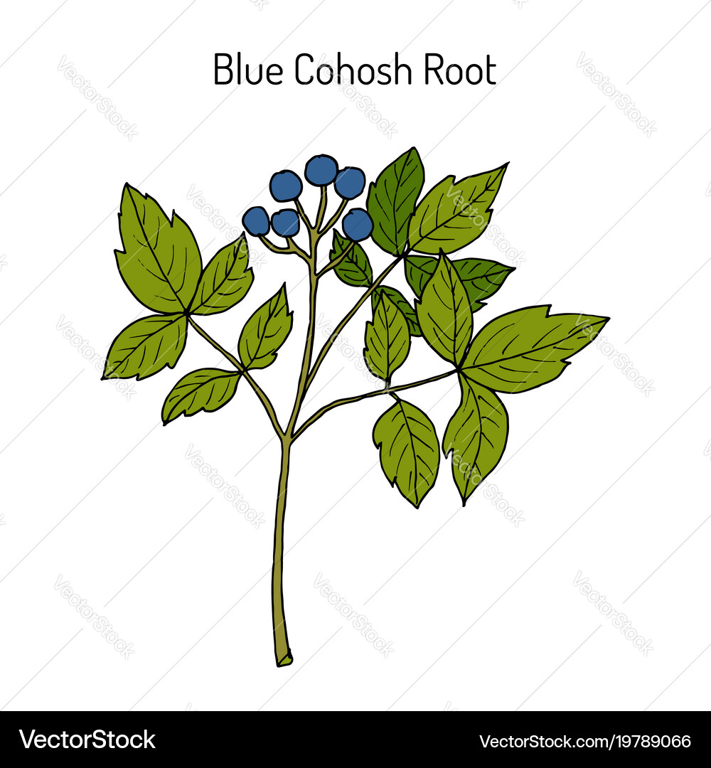 Blue cohosh caulophyllum thalictroides or squaw Vector Image