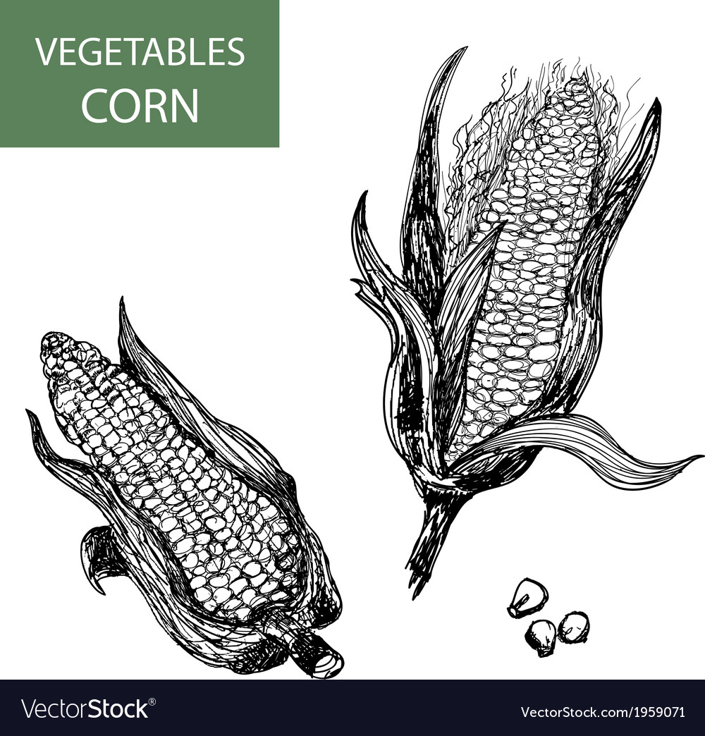 Corn-set Royalty Free Vector Image - VectorStock