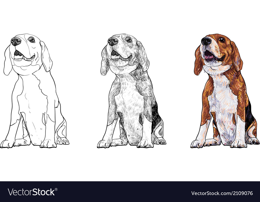 Beagle Royalty Free Vector Image - VectorStock