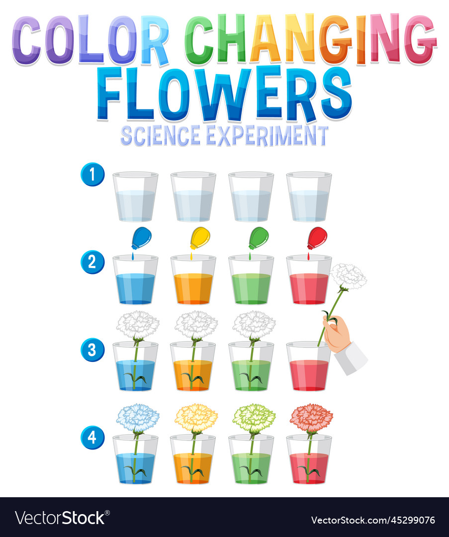 Color changing flowers science experiment Vector Image