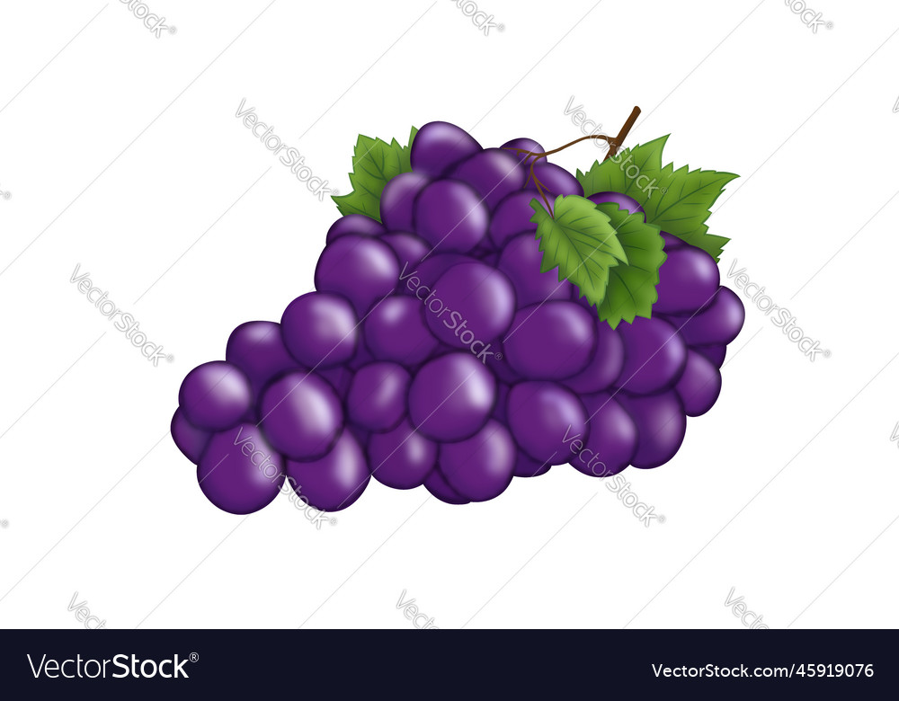 Grapes Royalty Free Vector Image - VectorStock