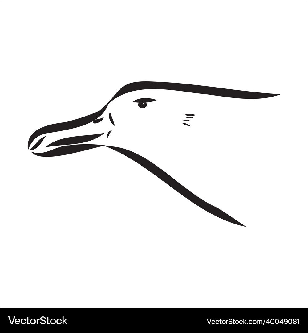 Seagull albatross bird in flight with open wings Vector Image