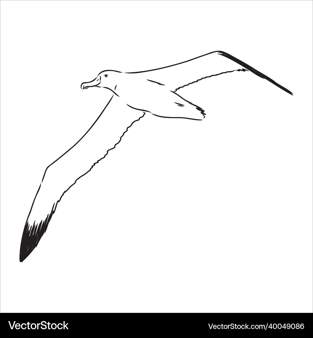Seagull albatross bird in flight with open wings Vector Image