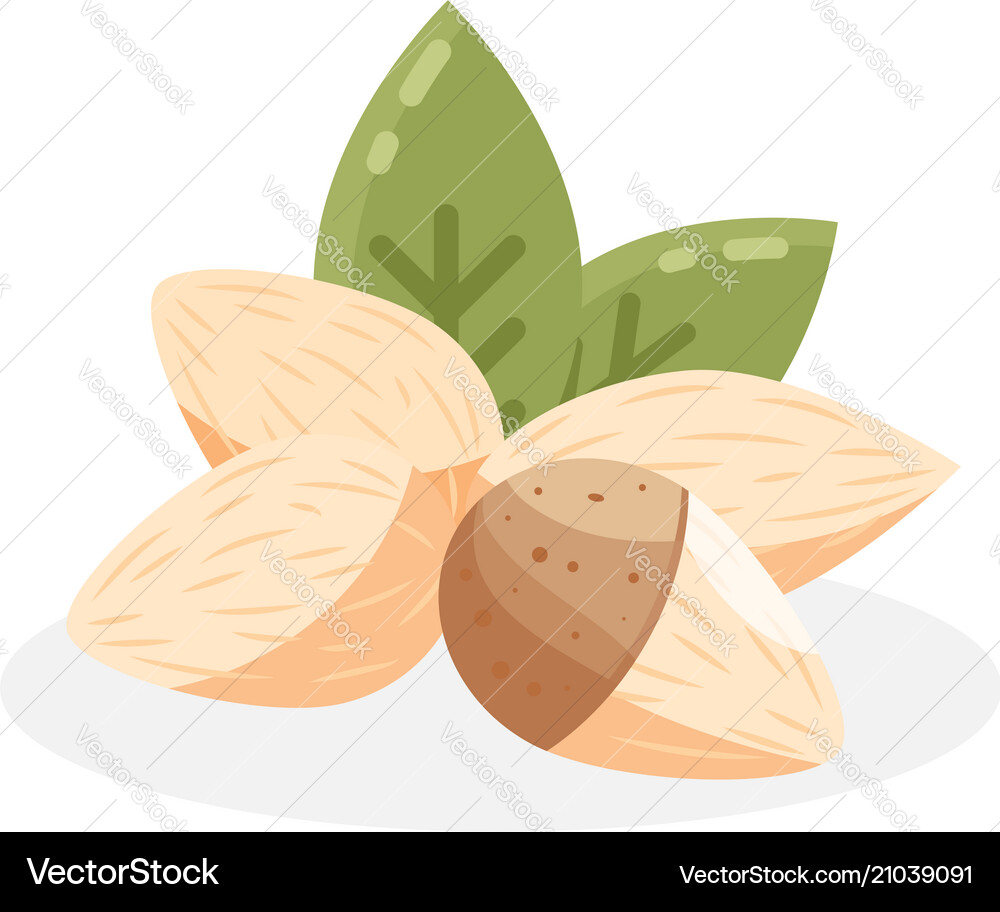 Almond icon flat of Royalty Free Vector Image - VectorStock