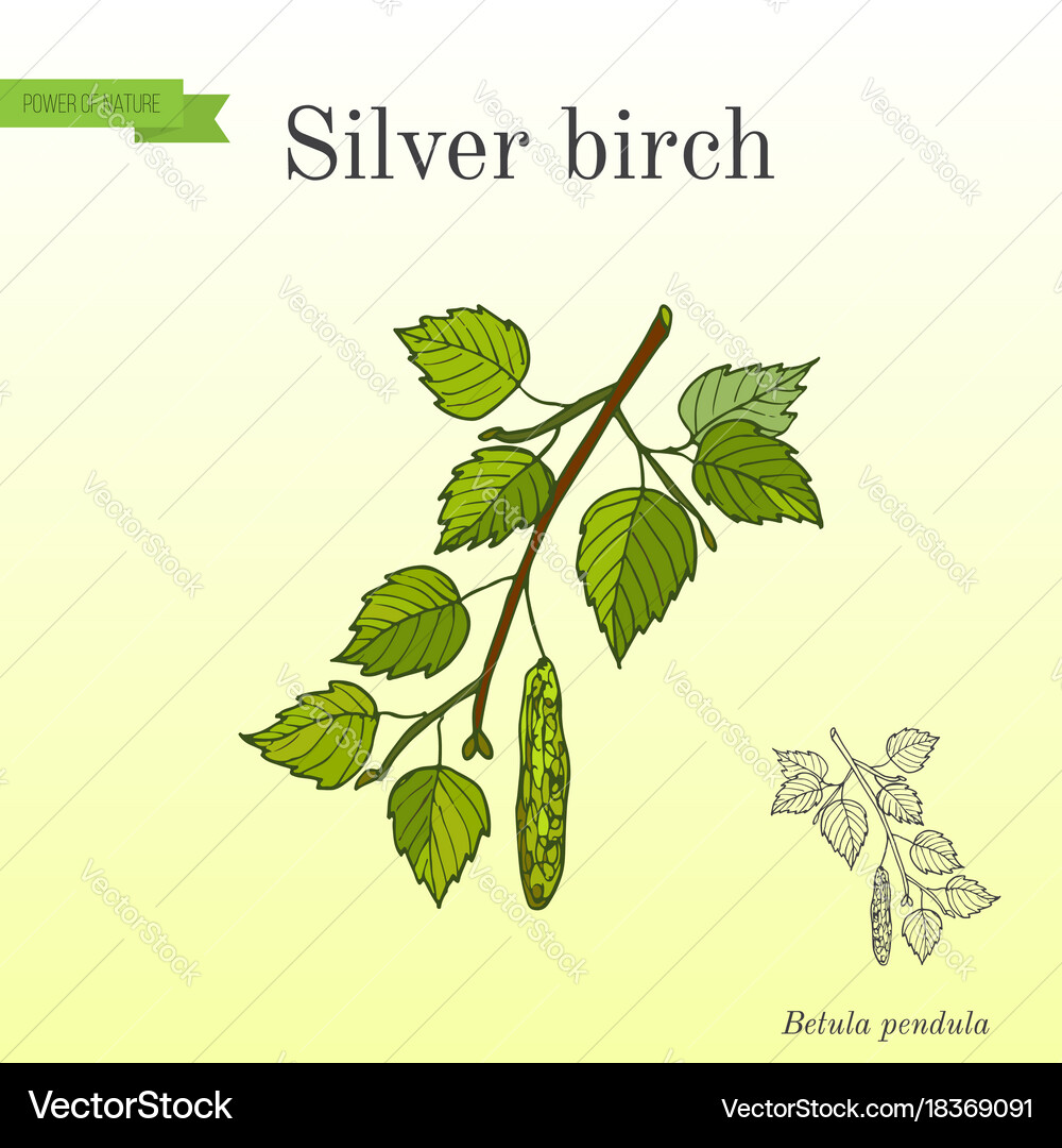 Silver Birch Tree Leaves