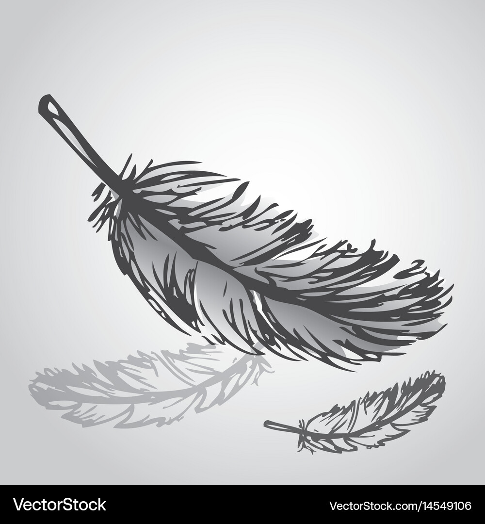 Colorful of feathers Royalty Free Vector Image