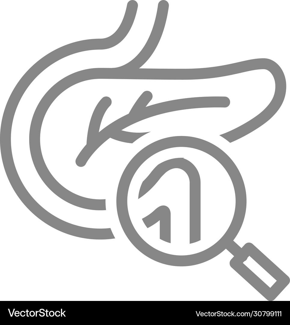Pancreas with magnifying glass line icon human Vector Image