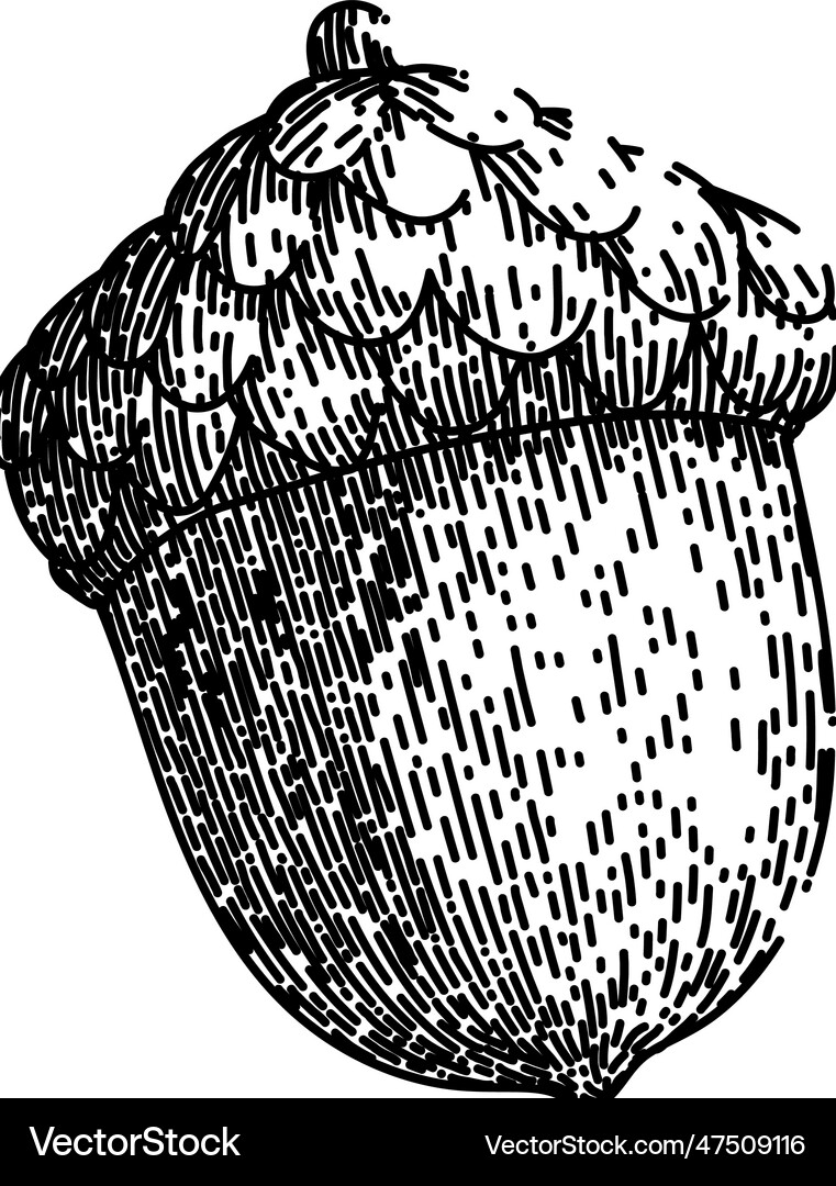 Acorn nut brown sketch hand drawn Royalty Free Vector Image