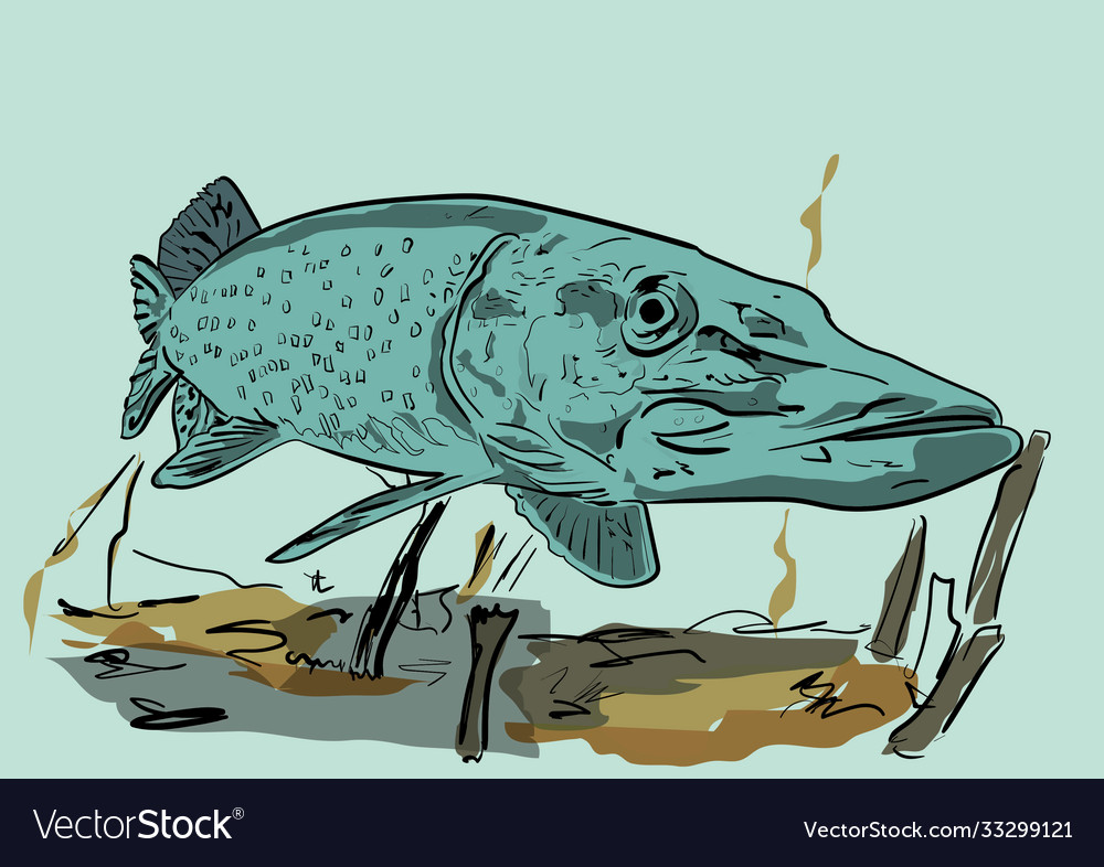 A pike in river Royalty Free Vector Image - VectorStock