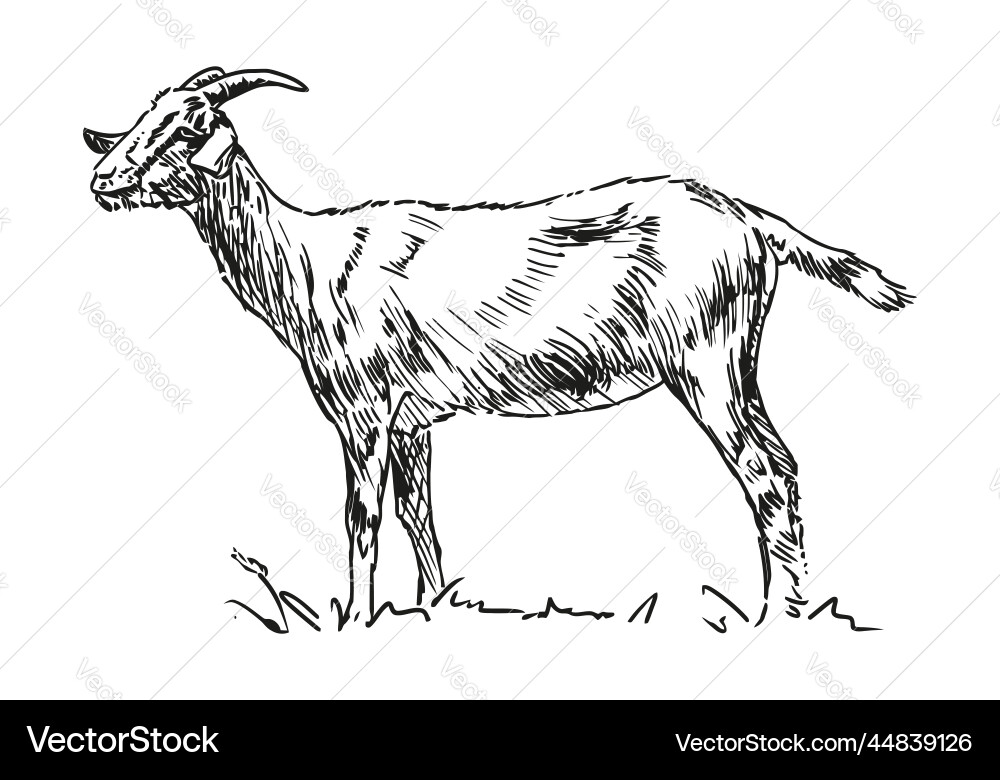 Goat - farm animal hand drawn Royalty Free Vector Image