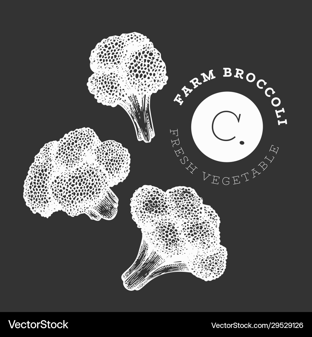 Hand drawn sketch style broccoli organic fresh Vector Image