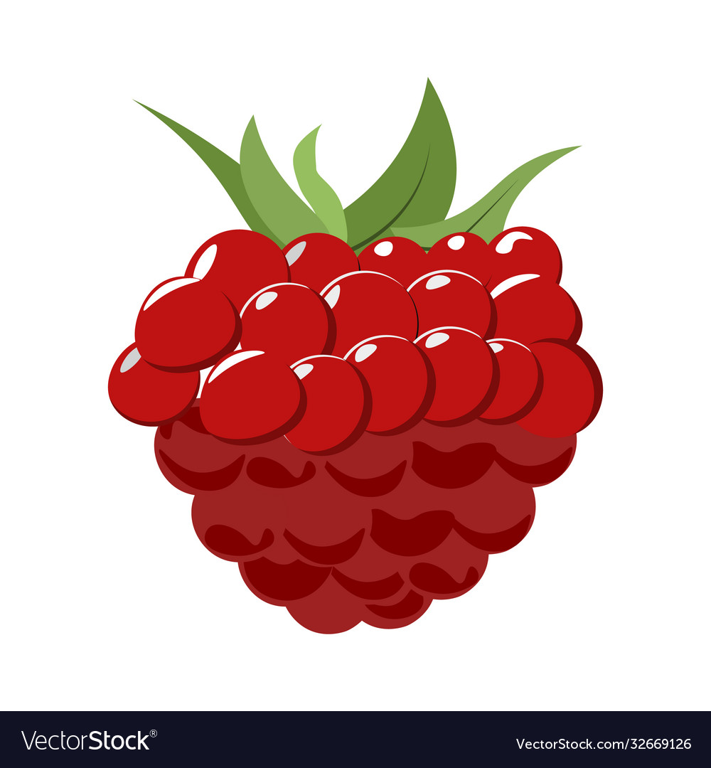 Raspberry with leaf Royalty Free Vector Image - VectorStock
