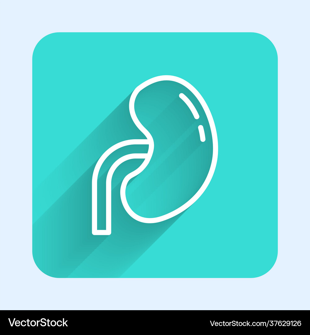 White line human kidney icon isolated with long Vector Image