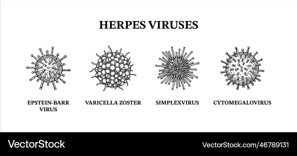 Herpes viruses hand drawn set of microorganisms Vector Image